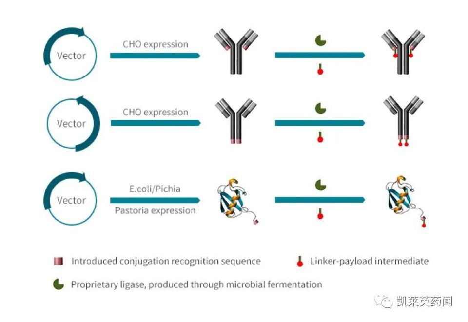 启德医药与Aimed Bio再携手，合作开发5款创新ADC药物（附2023年上半年ADC交易汇总）_腾讯新闻
