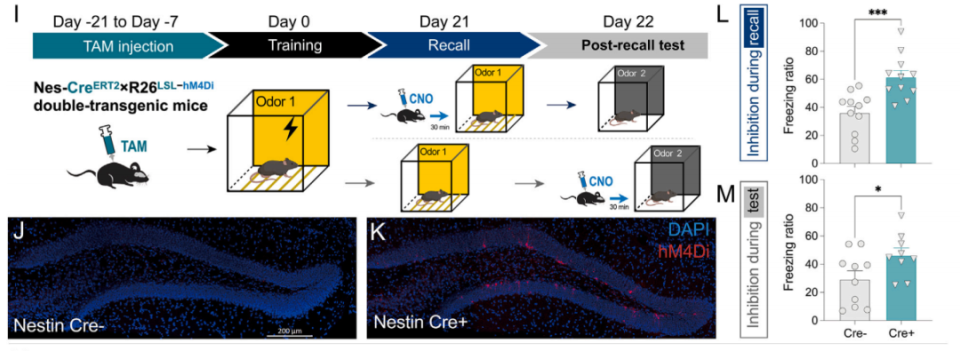 Neuron：记忆犹新or模糊不清？钟毅团队揭示海马调控远期记忆清晰或模糊的机制_腾讯新闻