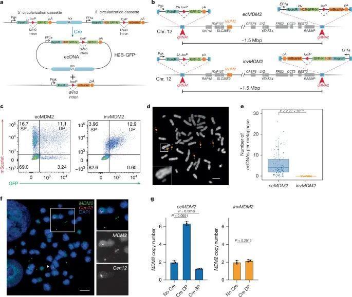Nature | 小环大威力：癌症中的脱缰野马ecDNA（染色体外DNA）_腾讯新闻