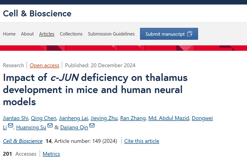 丘脑发育的“指挥官”与神经科学新突破！Cell Biosci｜类器官揭示c-JUN基因奥秘_腾讯新闻