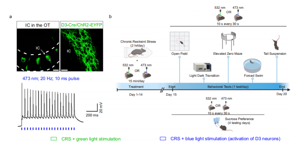 Nat Commun︱科学家揭示多巴胺3型受体通过VTA-NAc奖赏环路调控抑郁样行为_腾讯新闻