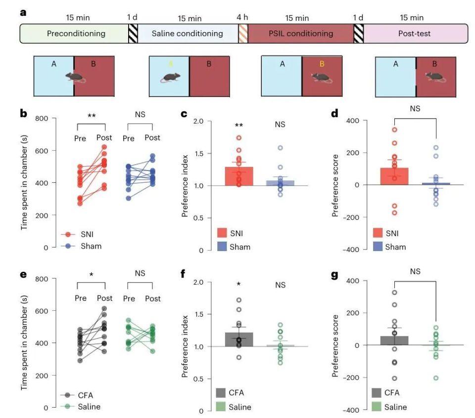 长期疼痛抑郁缠身怎么办？Joseph Cichon团队揭示裸盖菇素通过调控前扣带皮层5-HT受体快速长效缓解共病机制_腾讯新闻