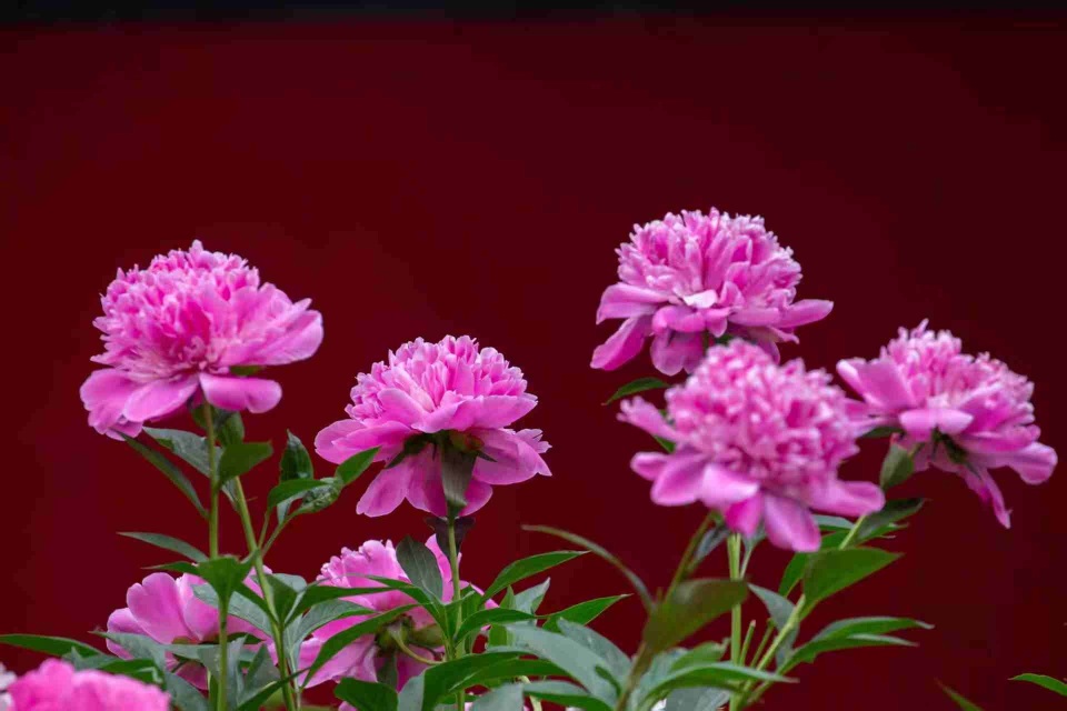 京城拍客今日精选｜月季嫣然开次第 芍药绰约醉春风_腾讯新闻