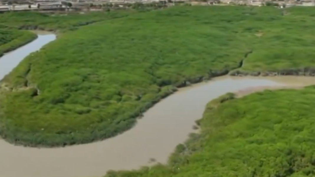 携带境外物种入境会带来哪些安全隐患？部分引进的水生植物“易请难送”_腾讯新闻