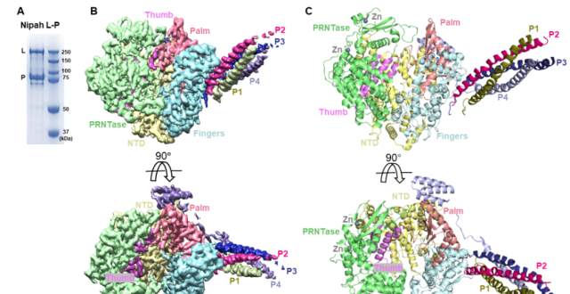 Sci Adv丨尼帕病毒RNA依赖的RNA聚合酶复合物结构特征_腾讯新闻