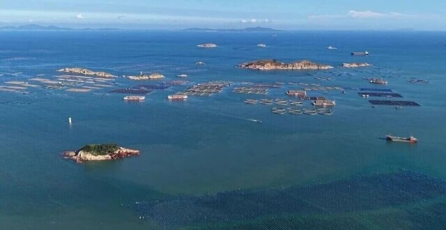 总台关注！福州连江3万尾绿鳍马面鲀自主育苗首战成功_腾讯新闻