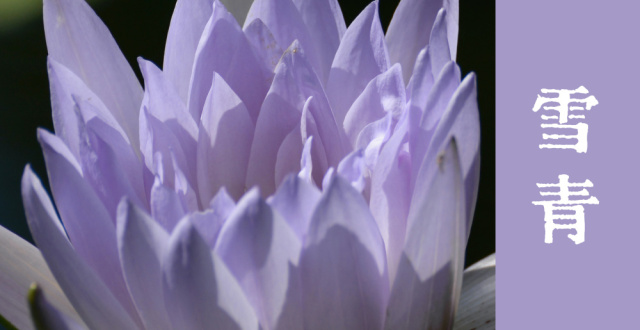 紫色魅力：李白为什么爱紫色｜文物中的中国传统色_腾讯新闻