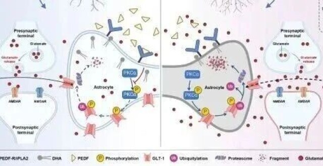 Adv Sci/eLife | 中山大学高国全/杨霞/齐炜炜团队从代谢角度揭示阿尔兹海默症认知功能障碍的新调控分子_腾讯新闻
