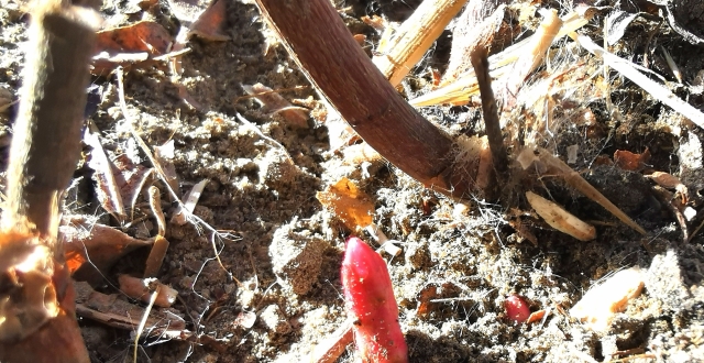新疆首个罗布麻草种基地建成 为荒漠化防治提供优良乡土草种保障_腾讯新闻