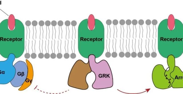 Nature | 徐华强/段佳/杨德华合作破解GPCRs的激酶招募及偏向性信号转导机制_腾讯新闻