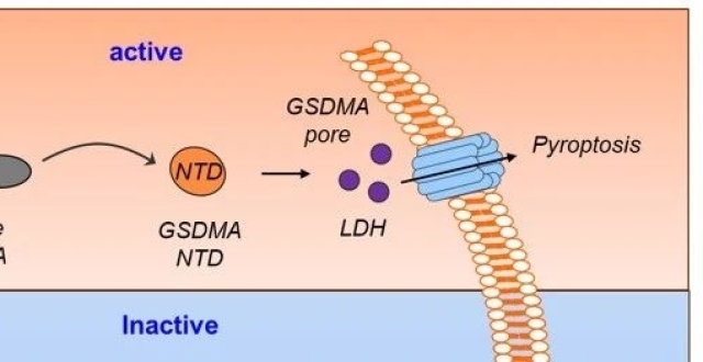 科研进展 | 中国农业大学李鑫课题组揭示塞内卡病毒靶向破坏GSDMA成孔结构拮抗细胞焦亡的新机制_腾讯新闻