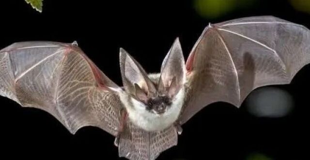 新加坡国立大学王林发揭示蝙蝠ASC2抑制炎症机制_腾讯新闻