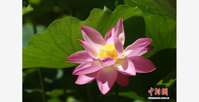 宁夏银川：夏日湿地荷飘香_腾讯新闻