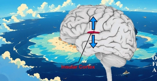 Neurosci Bull︱脑智卓越创新中心肖雄研究员︱岛叶皮层：连接感觉、情绪和认知的界面_腾讯新闻