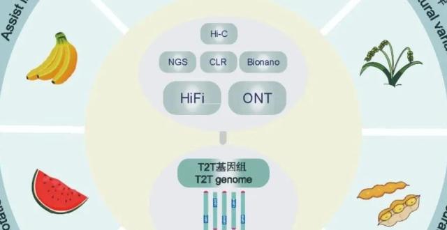 经典回顾，1000+基因组 | 陈玲玲教授团队综述植物端粒到端粒（T2T）基因组研究进展_腾讯新闻