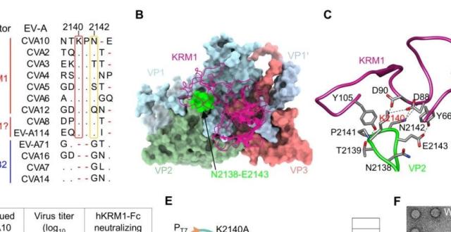 mBio | 张超课题组在KREMEN1受体广谱识别A族肠道病毒的分子机制方面取得新进展_腾讯新闻