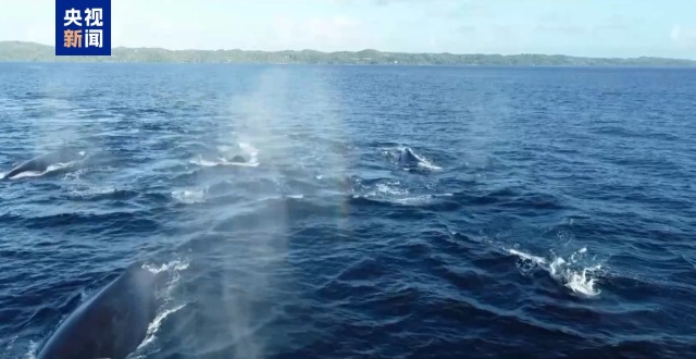 马达加斯加圣玛丽岛鲸群上演“海上大迁徙”_腾讯新闻