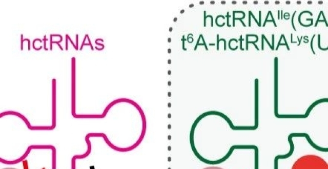 Science Bulletin | 线粒体RNA m3C修饰酶METTL8的修饰机制和底物特异性_腾讯新闻