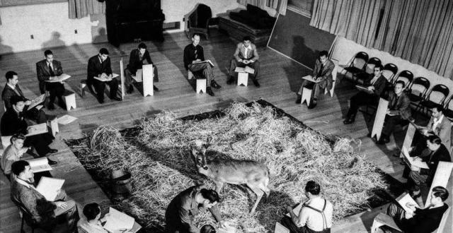 《怪物史瑞克》原型驴子，被执行安乐死！_腾讯新闻