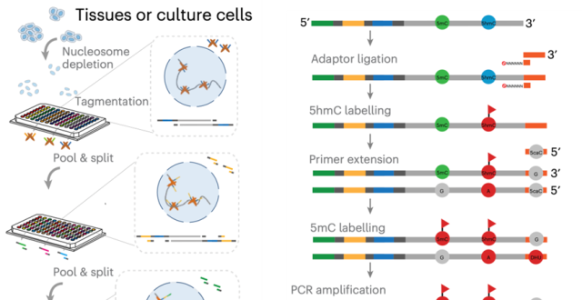 伊成器/朱晨旭团队开发SIMPLE-seq技术对单细胞5mC与5hmC进行同时检测 | 《自然-生物技术》论文_腾讯新闻