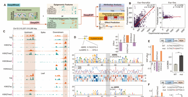 小麦育种有了 “AI 基因预言家”！DeepWheat精准助力智能育种_腾讯新闻