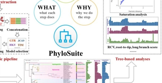 iMeta | 高被引分子系统发育树分析教程PhyloSuite_腾讯新闻