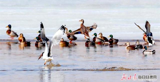 山丹祁家店水库湿地成群候鸟起舞迎春风_腾讯新闻