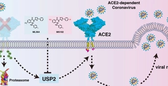 Sci Trans Med | 魏文毅/蓝柯/金坚等团队合作揭示广谱抗冠状病毒新策略 _腾讯新闻