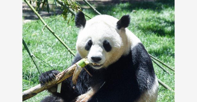 旅居西班牙的大熊猫“金喜”和“茱萸”与公众见面_腾讯新闻