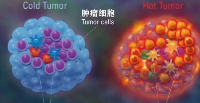 4.8亿美元布局研发蓝海，使“冷”肿瘤变得“热”！勃林格殷格翰和Covant合作开发用于治疗癌症的新型ADAR1抑制剂_腾讯新闻
