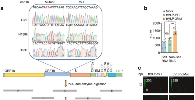 STTT | SARS-CoV-2的RNA结合亲和力：武汉大学陈宇团队揭秘关键氨基酸位点的作用_腾讯新闻