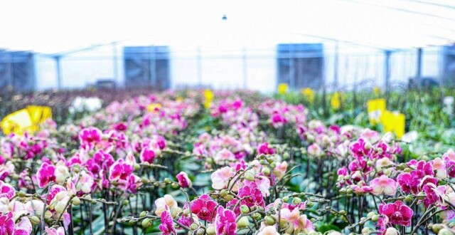 连云港海州：40万株蝴蝶兰绽放“科技魅力”_腾讯新闻