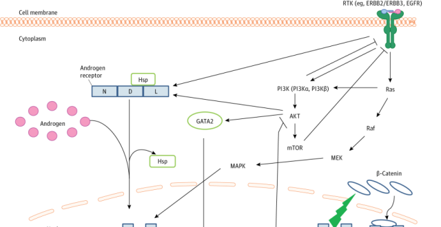 AbMole解读MDV3100：聚焦雄激素受体和前列腺肿瘤的核心抑制剂_腾讯新闻