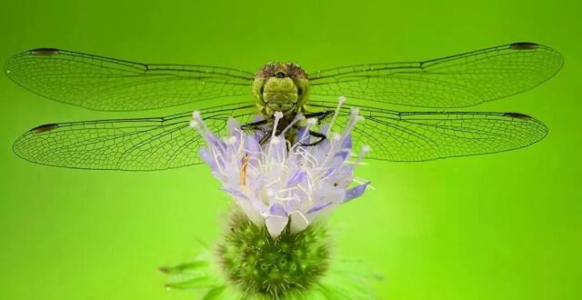 蜻蜓翅膀“变”气凝胶_腾讯新闻