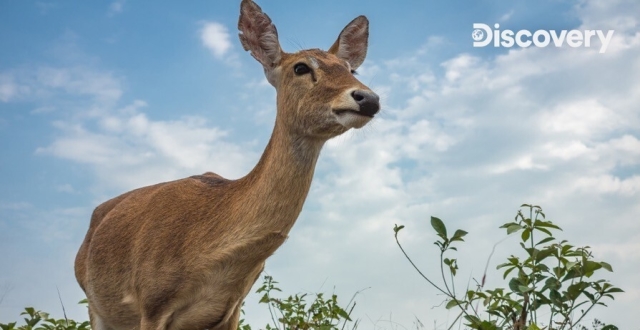 MediaTek 携手Discovery探索多元生态，天玑影像记录自然之美_腾讯新闻