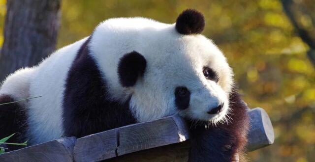大熊猫换季也emo | Front. Psychol._腾讯新闻