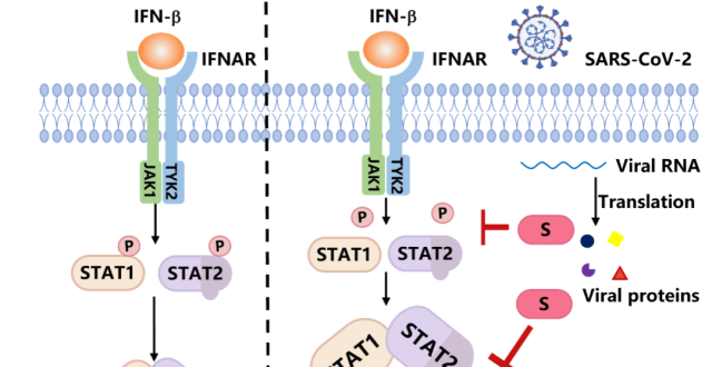 J Virol | 武汉大学徐可教授团队发现冠状病毒S蛋白抑制宿主细胞天然免疫的通用机制_腾讯新闻