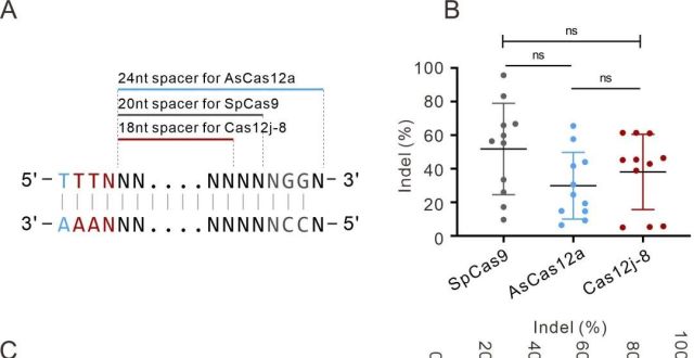 Science子刊：王永明/兰峰团队开发出高特异性CRISPR-Cas12j工具_腾讯新闻