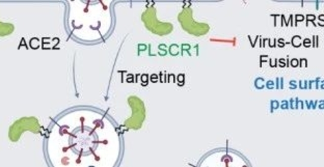 Nature | 徐迪进/Weiqian Jiang等揭示PLSCR1是对抗新冠病毒感染的重要细胞防御因子_腾讯新闻