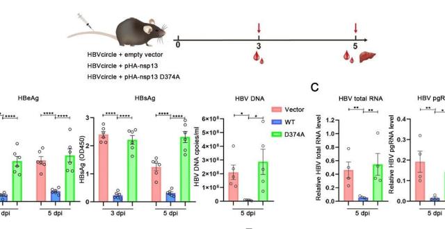 【前沿&进展】J Virol | 夏宇尘课题组发现SARS-CoV-2非结构蛋白沉默乙肝病毒 cccDNA转录机制_腾讯新闻