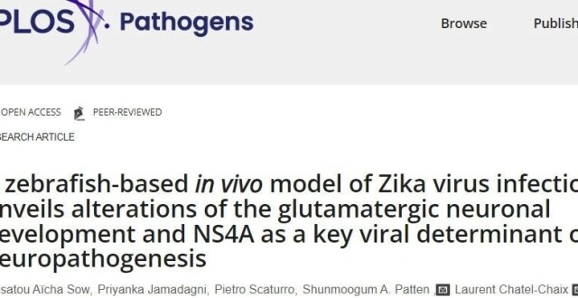 PLOS Pathogens |揭示寨卡病毒感染破坏大脑发育关键病毒决定因素_腾讯新闻