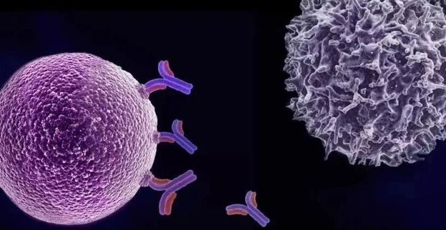 【Adv. Sci.】北京大学研究团队揭示EZH2对PD-L1蛋白稳定性的最新调控作用_腾讯新闻