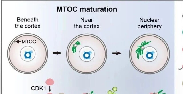 Science Bulletin | 复旦大学王磊/桑庆/武田宇团队揭示卵母细胞MTOC成熟机制_腾讯新闻