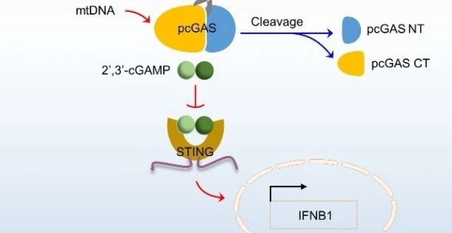 PLOS PATHOG | 中国农业大学动物医学院李鑫教授课题组揭示小RNA病毒拮抗天然免疫系统识别的新机制_腾讯新闻
