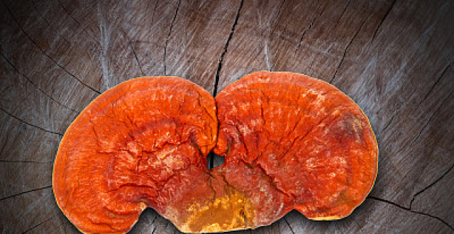 研究发现：牛樟芝衍生化合物可以改善糖尿病患者的生殖功能_腾讯新闻