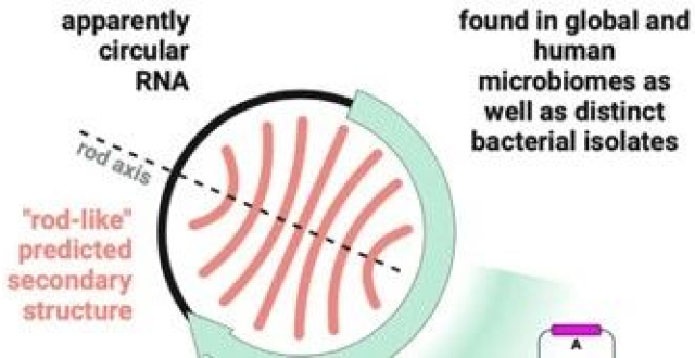 Cell| 新研究揭示人类微生物组蕴含独特的RNA类病毒Obelisks_腾讯新闻