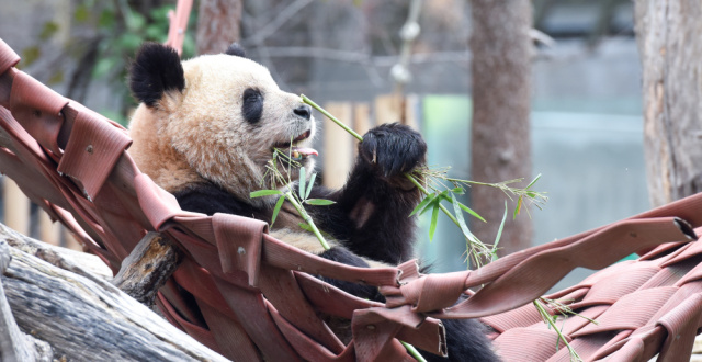 大熊猫“金喜”“茱萸”启程前往西班牙_腾讯新闻