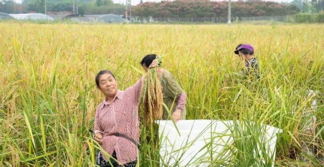 “禾下乘凉梦”在成都走进现实 1.8米高的“巨型稻”丰收_腾讯新闻