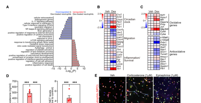PNAS&Cell 子刊：心理压力大，线粒体受伤，促癌转移率激增 2-4 倍！_腾讯新闻