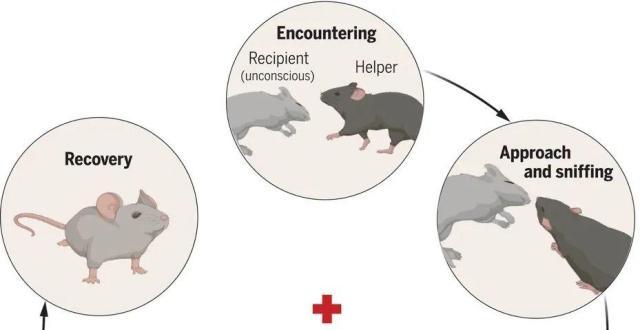 追问daily | 小鼠也会急救；神经进化如何带来神经科学新见解？帕金森病全新治疗靶点FAM171A2_腾讯新闻